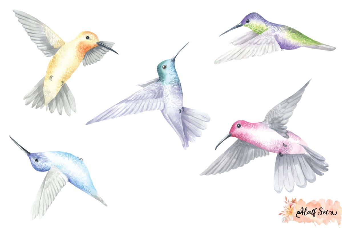 Watercolour Hummingbirds - Removable Wallpapers, Wall Stickers & Wall ...